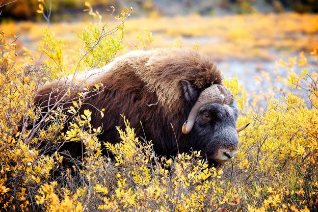 Moschus – der ganz spezielle animalische Duft - Cosmoty.de